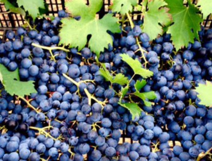 Visite guidate e degustazioni: Essenzialmente Nebbiolo